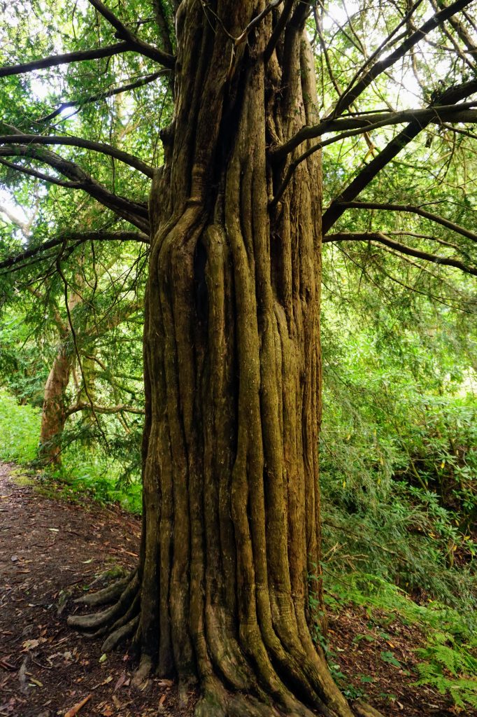 Kew Gardens Wakehurst – Inconsequential