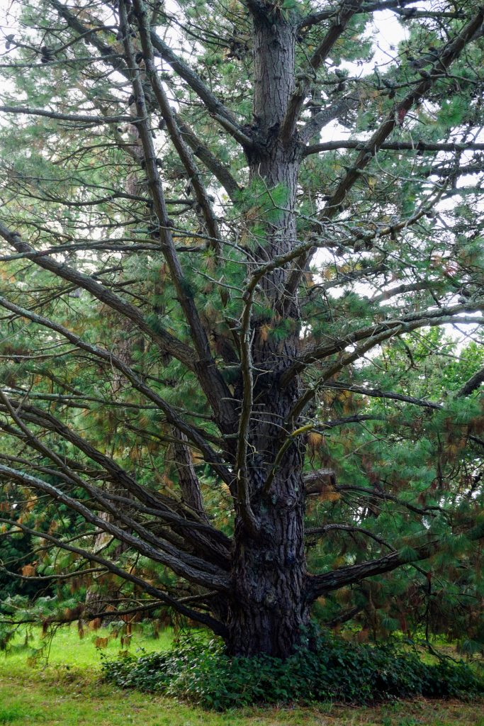 Kew Gardens Wakehurst – Inconsequential